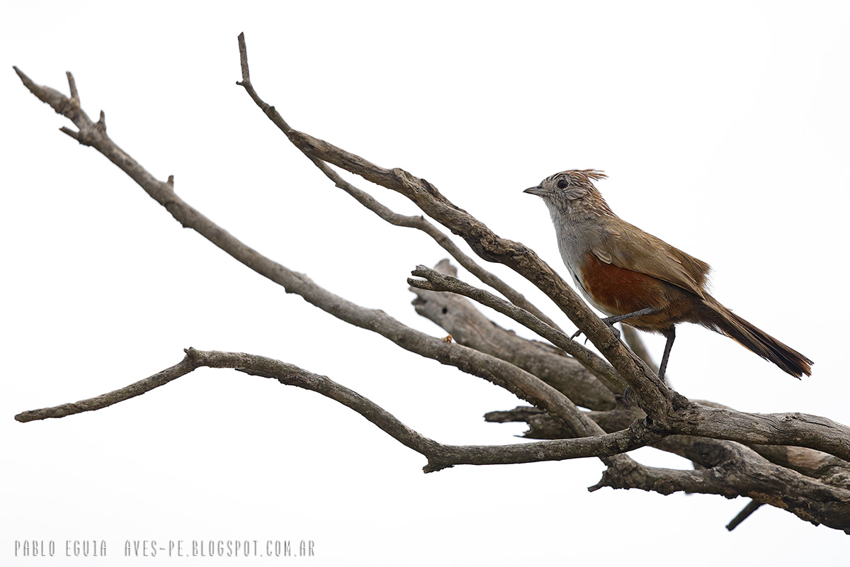 mis fotos de aves: Rhinocrypta lanceolata Gallito Copetón Crested Gallito