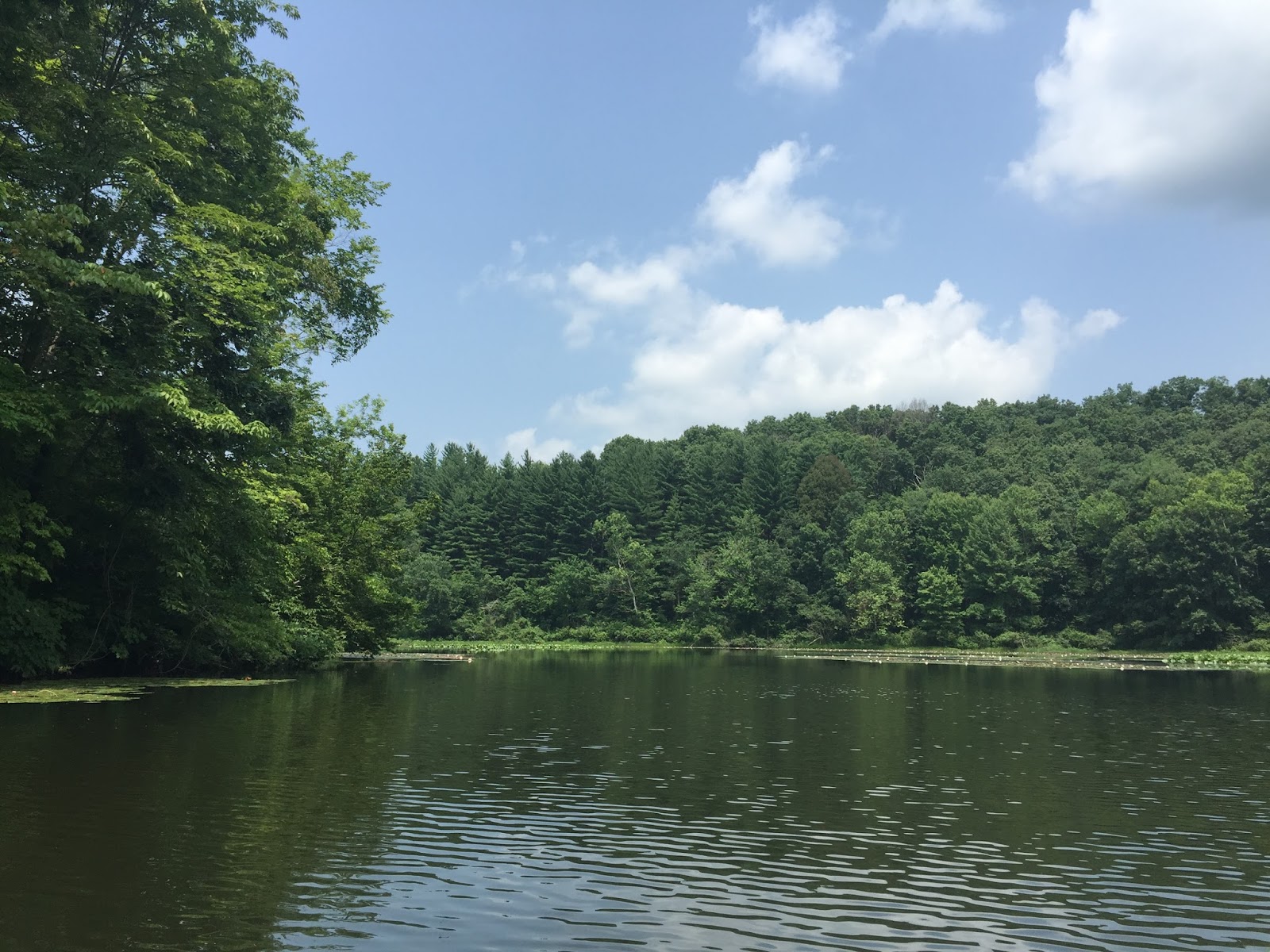 Kayaking Across Ohio: Lake Rupert: Damselflies' Playground