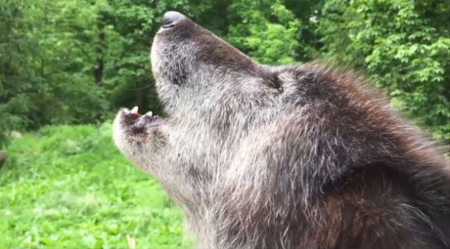 White Wolf : Listen the bone-chilling sound of a wolf howling
