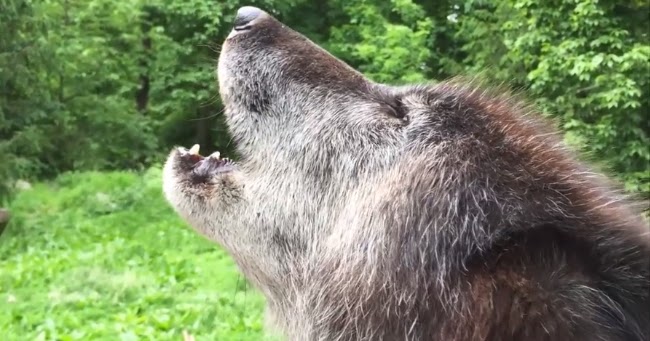 White Wolf : Listen the bone-chilling sound of a wolf howling