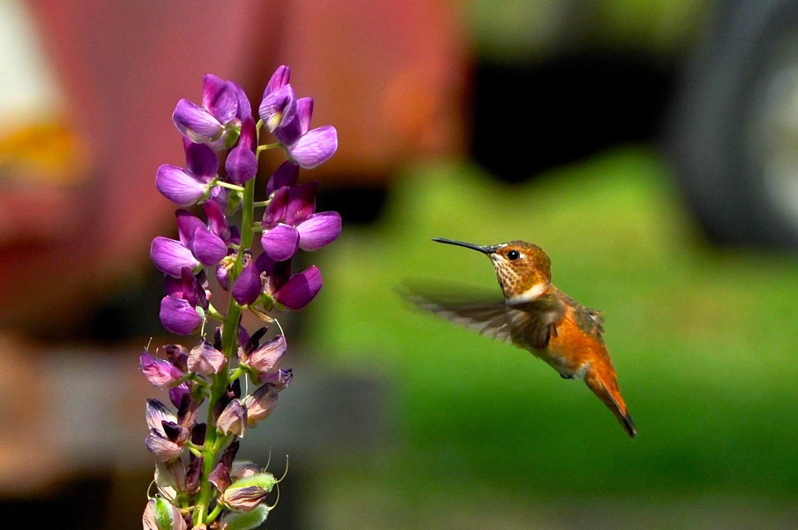 LuAnn Kessi: Flower Bed…..Friends