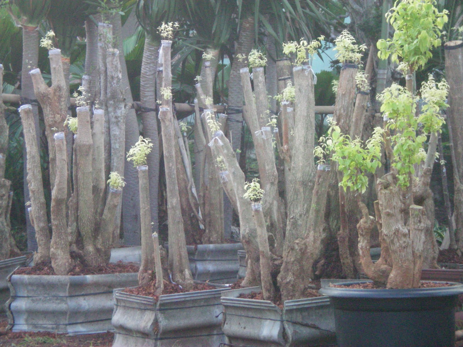 CEMARA UDANG: ANTING PUTRI