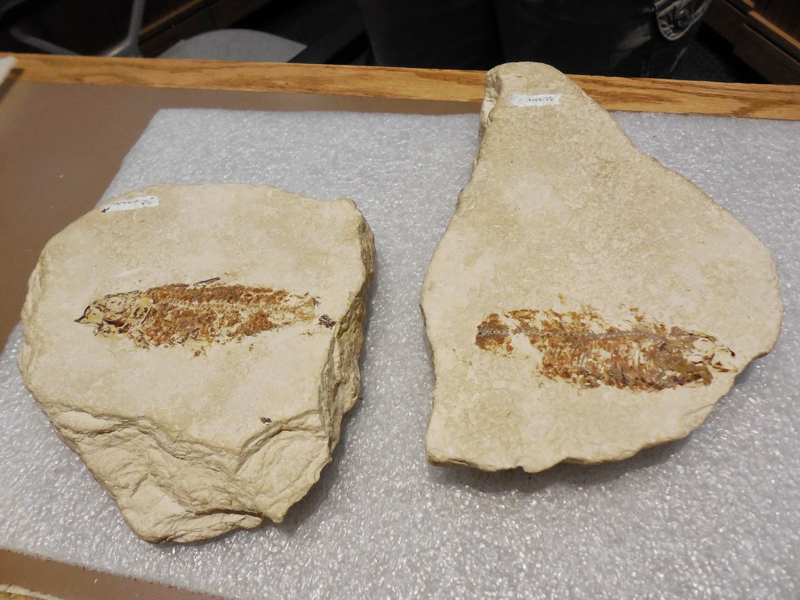 2dodges2go: 8/13/14 - Fossil Butte NM