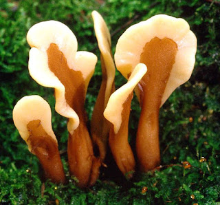 Natureza e Vida: FUNGOS: LINGUA AMARELA DA TERRA (SPATHULARIA FLAVIDA).