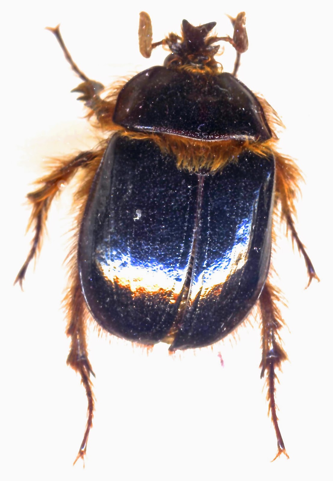 虫頭: フユセンチコガネ（Pleocoma badia hirsuta）Rain Beetle