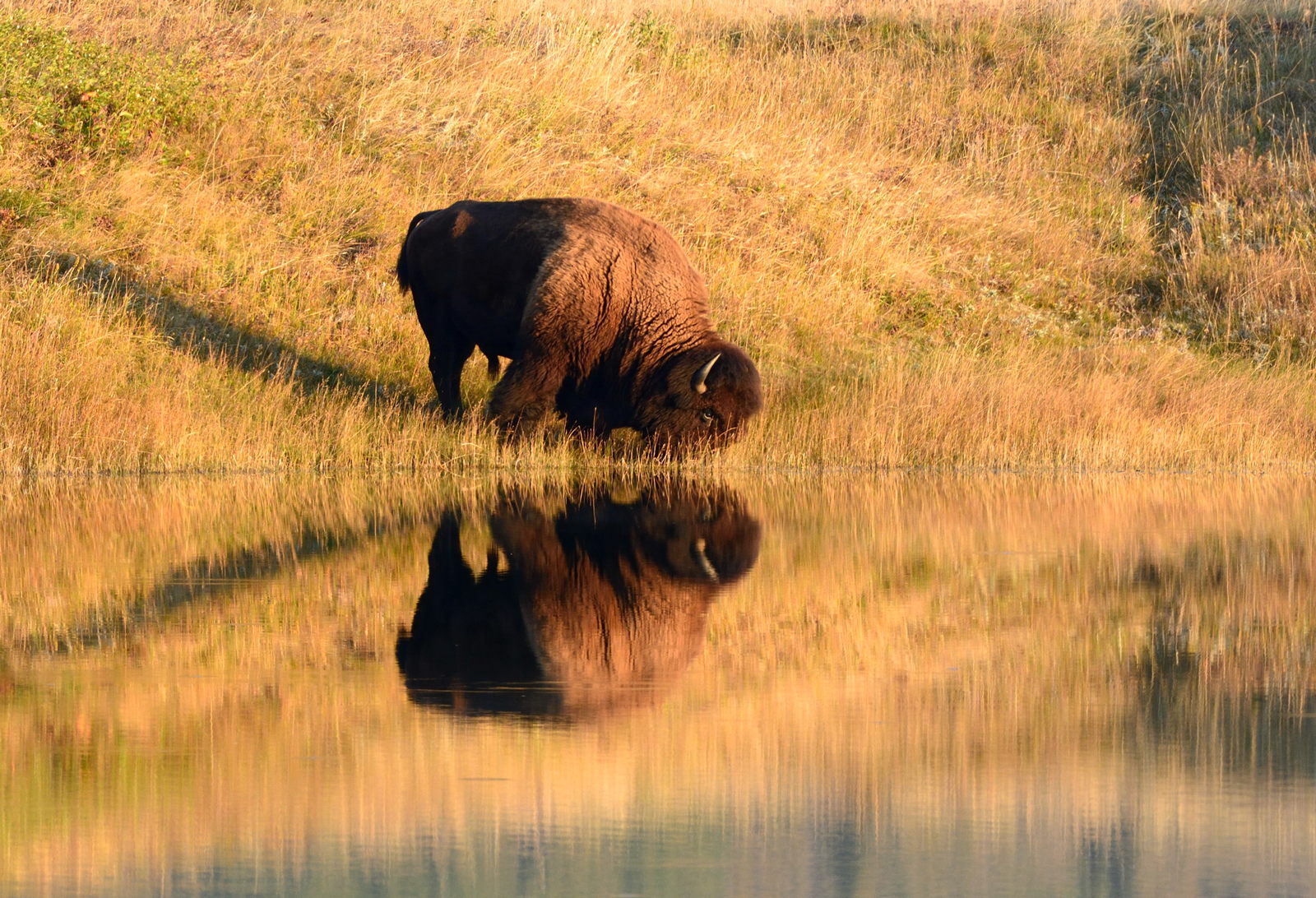 Turbo's Track and Photo Tour: Buffalo, Bears (20140925) Day one in ...