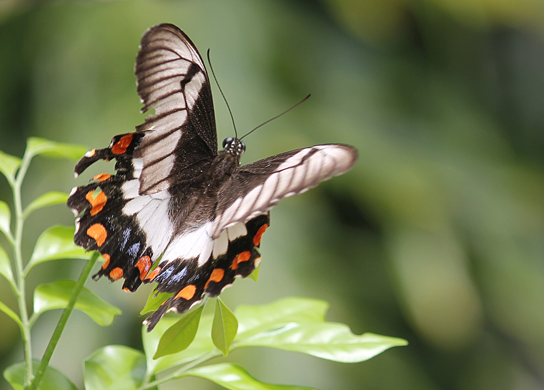 The Ridou Report: Australian Orchard Swallowtail Butterfly Couple