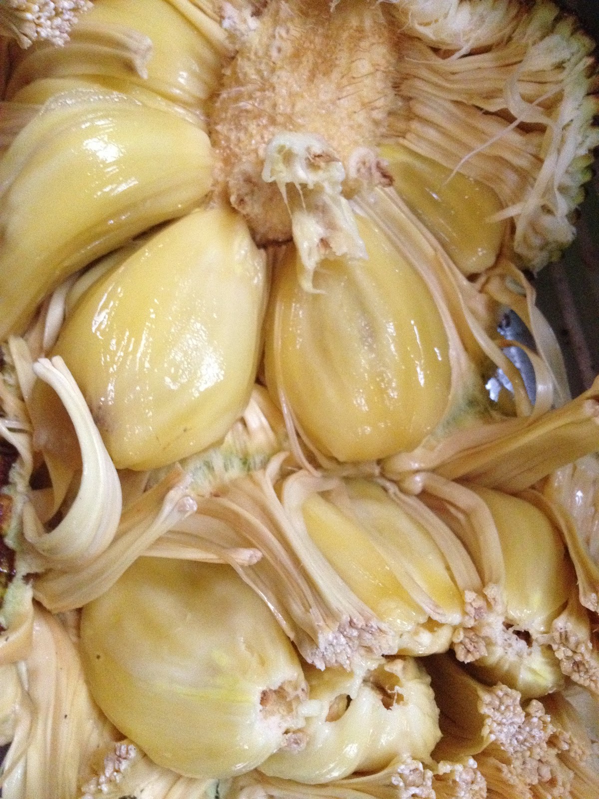Raw Harmony: The Amazing JACKFRUIT! Raw chewing gum, icecream and more....