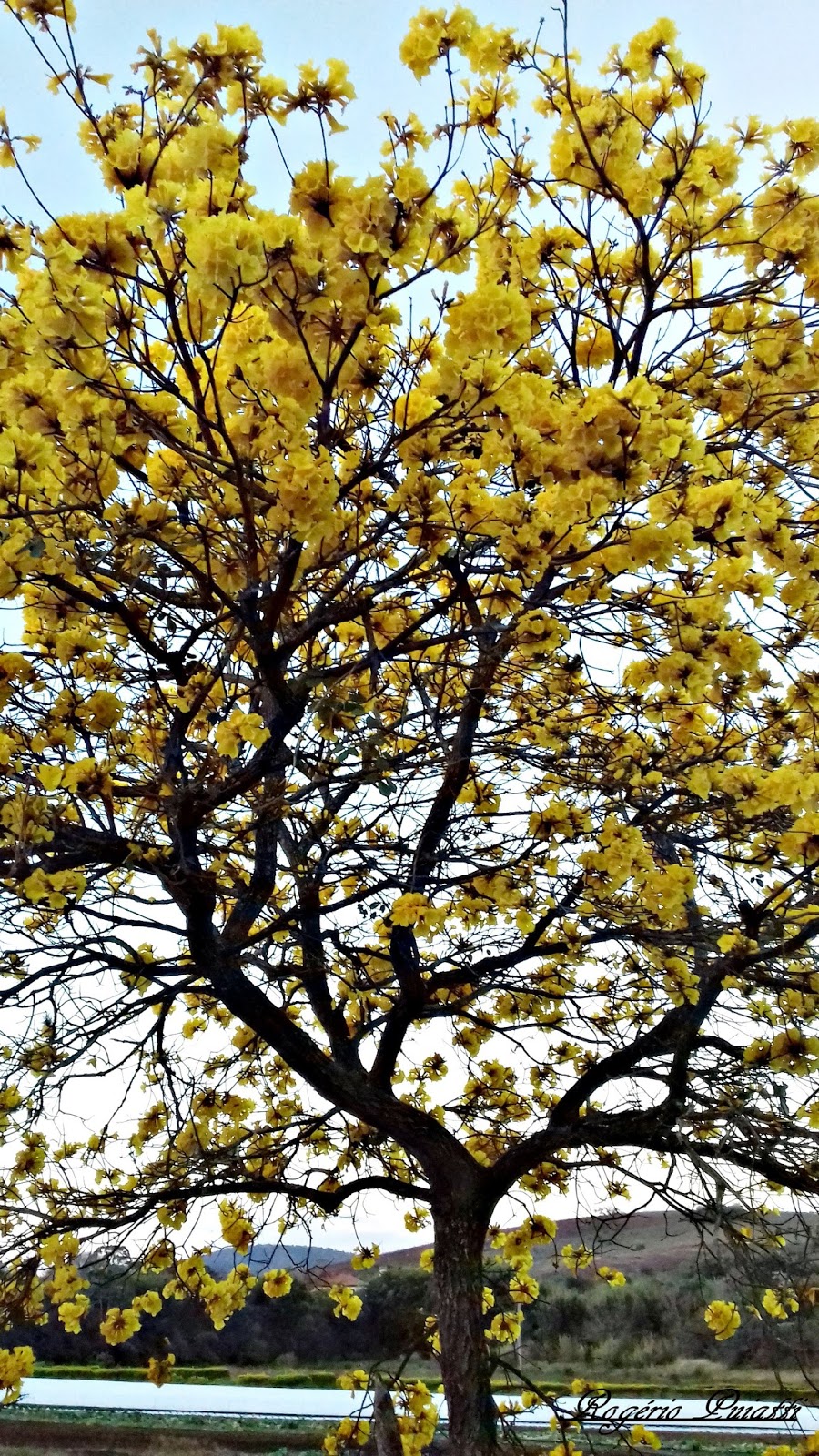 Ipê - O universo no olhar