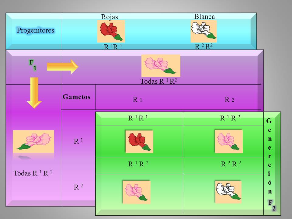 LOS MISTERIOS DE LA GENÉTICA: Casos y ejemplos sobre (Codominancia y ...