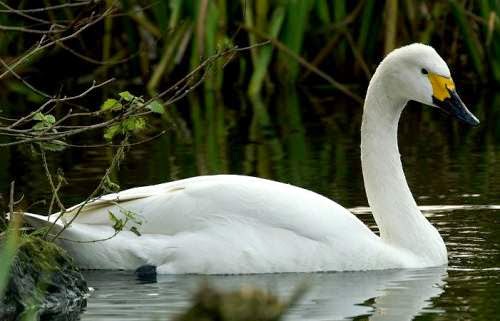 Tundra swan | Birds of India | Bird World