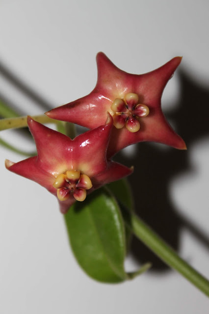 Hoyapassion: Hoya affinis . Śpieszmy się kochać ludzi...