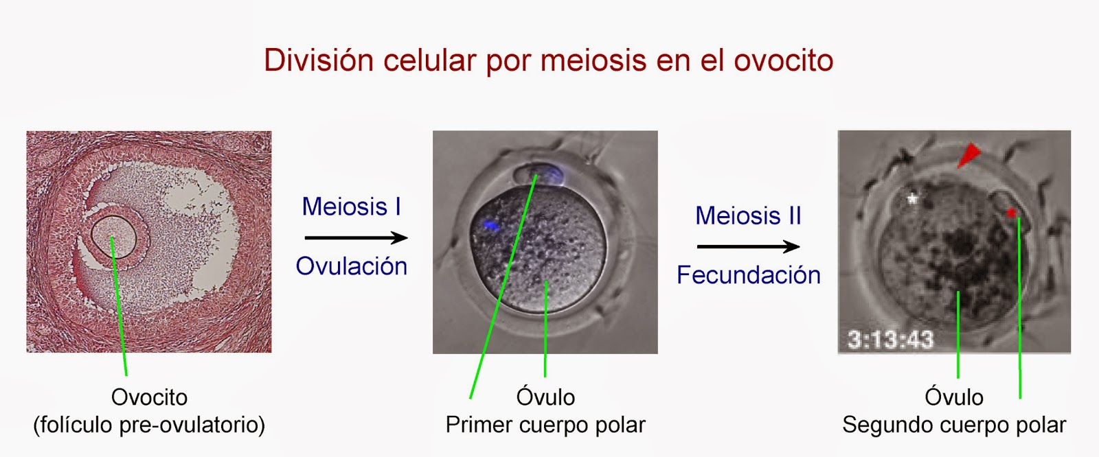 Hormonas : Los óvulos y sus orígenes (ovogénesis)
