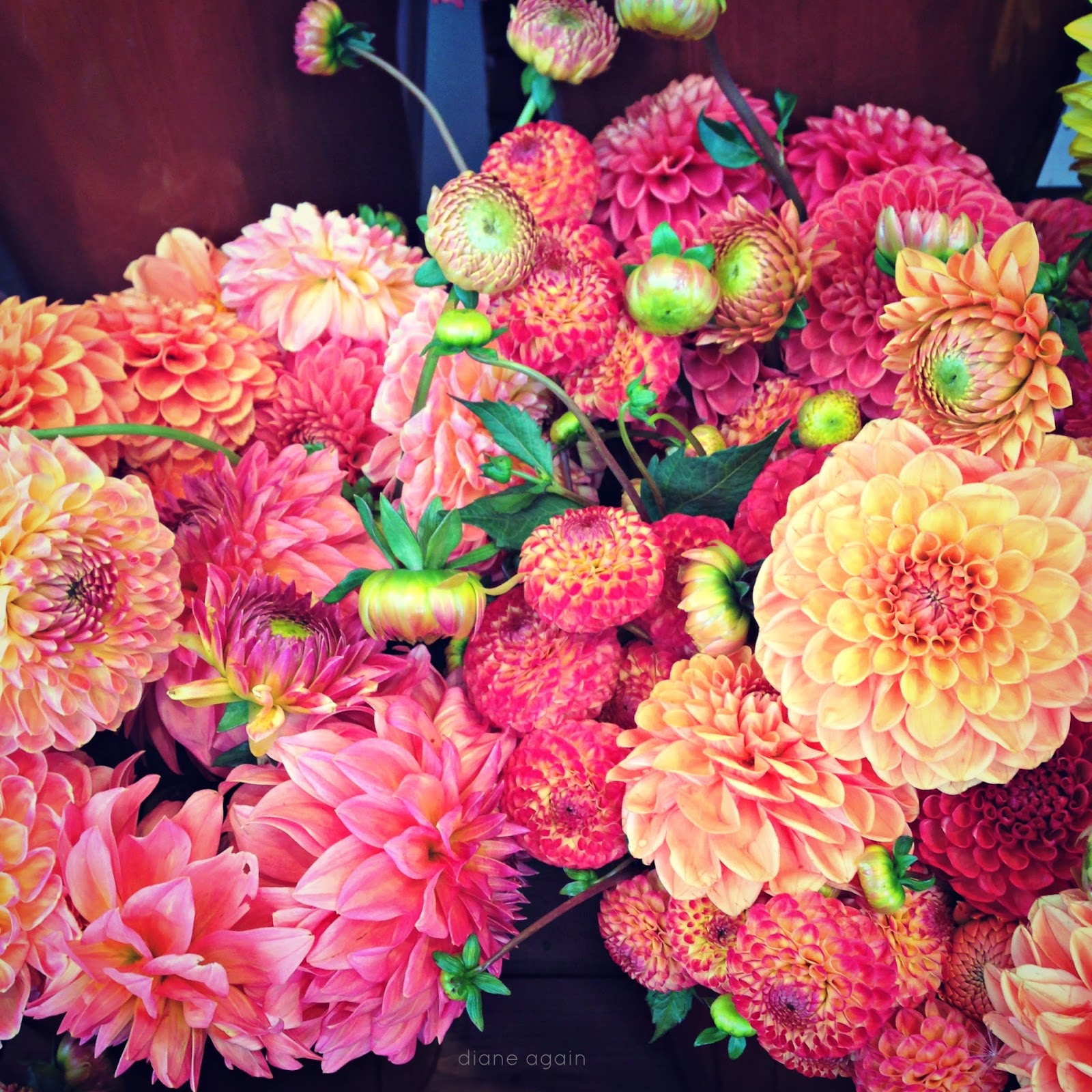 Diane Again: A Story About Dahlias