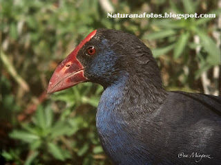 NATURANAFOTOS: Calamón común
