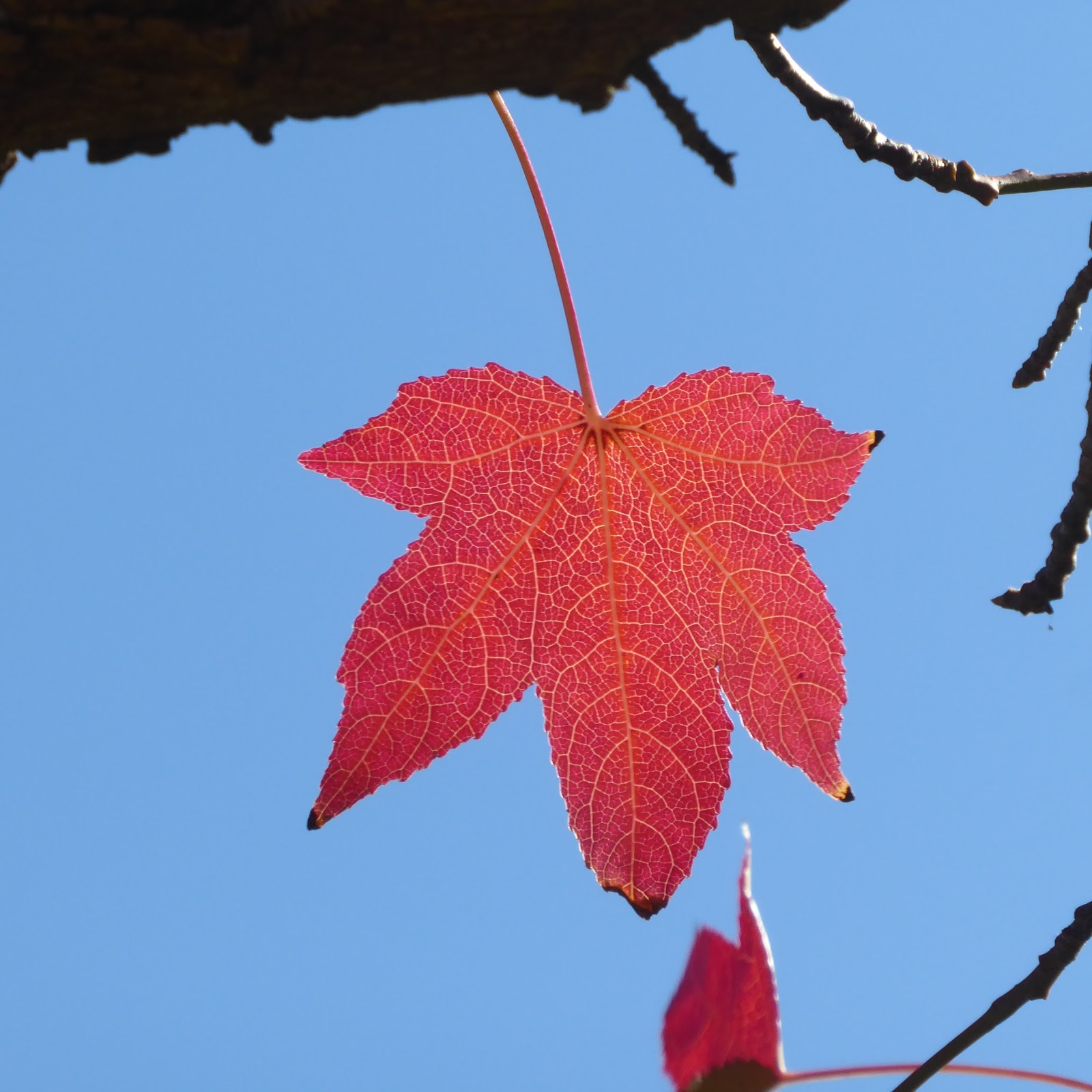 VUELOS DE LA CONCIENCIA: COMOS LAS HOJAS