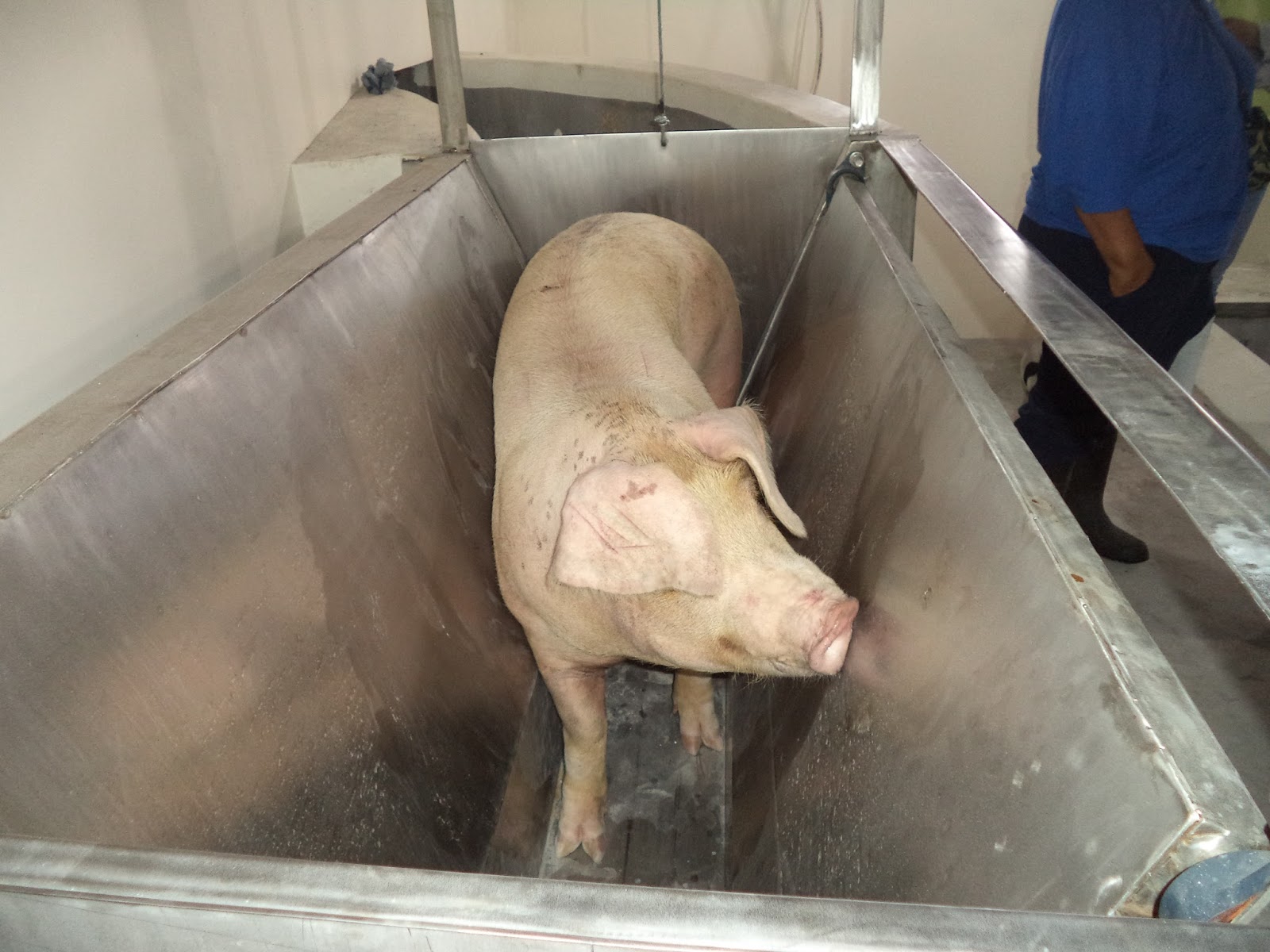 Slaughterhouse Abattoir Equipment Philippines : Hog Scalding Vat