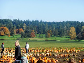 Damroot - Winter Squash Halwa