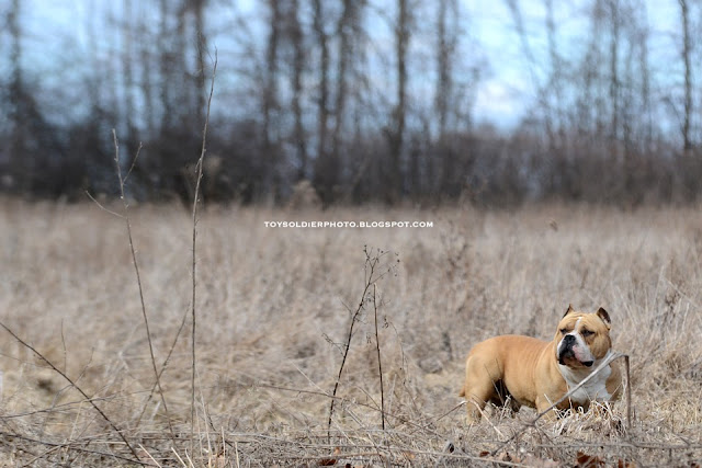 TOYSOLDiER BULLY PHOTOS: Muscletone's MAGOO
