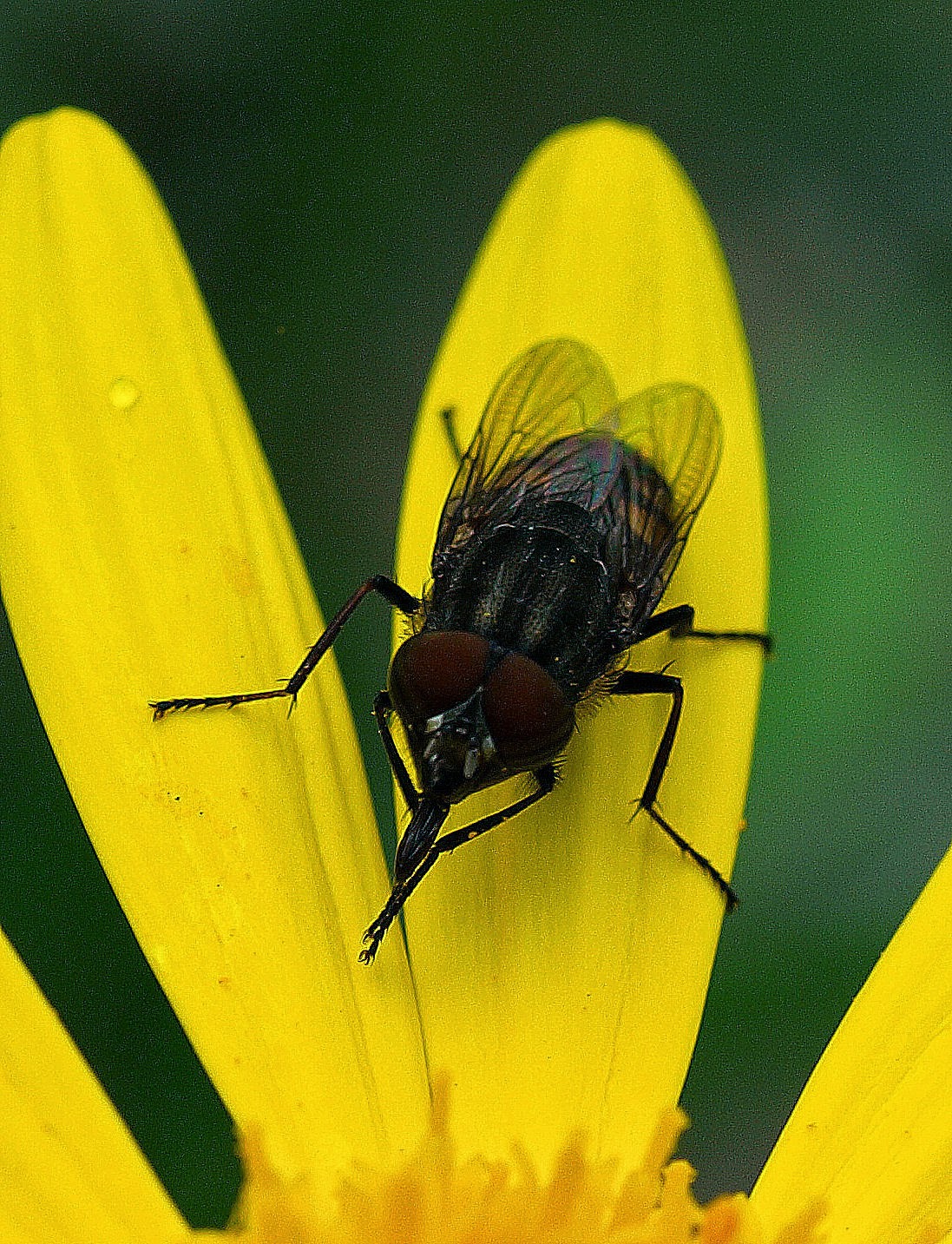Rakyfotos: Pequeños insectos alados