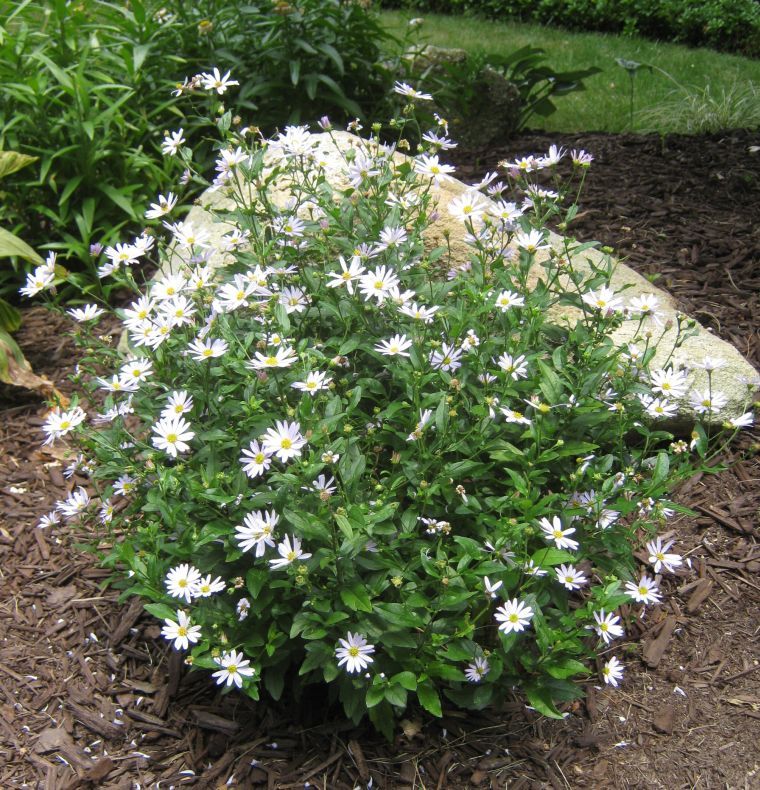 Future Plants by Randy Stewart: Kalimeris - Japanese Aster