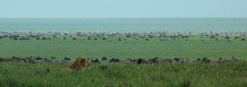 Safari Ecology: The Serengeti Story 2: the great migration