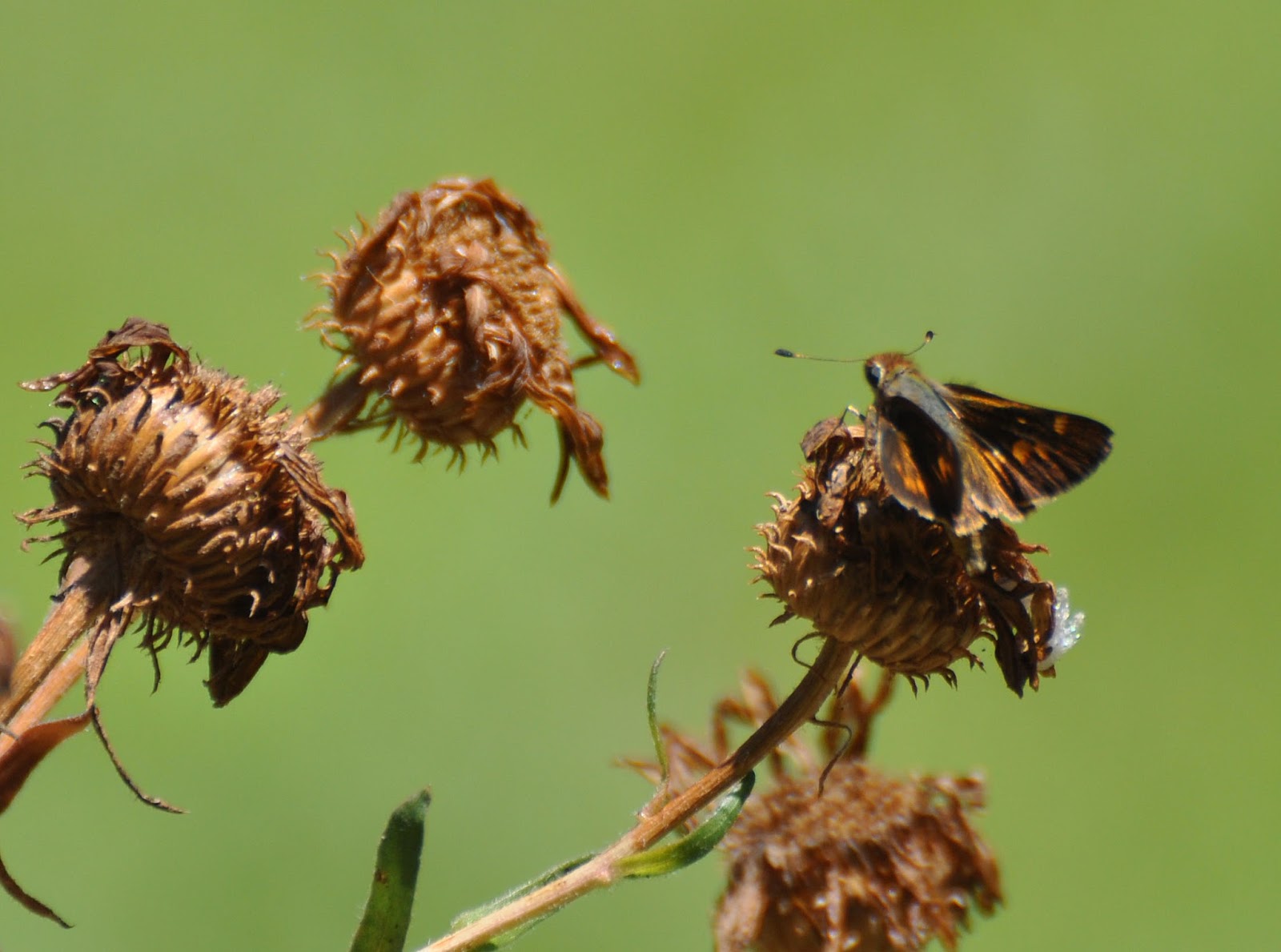 Mother Nature's Backyard - A Water-wise Garden: Umber Skipper Butterfly ...