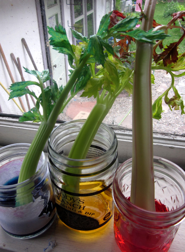 Mama's Little Muse: Colorful Celery: Kitchen science; AND Weekly Kid's ...