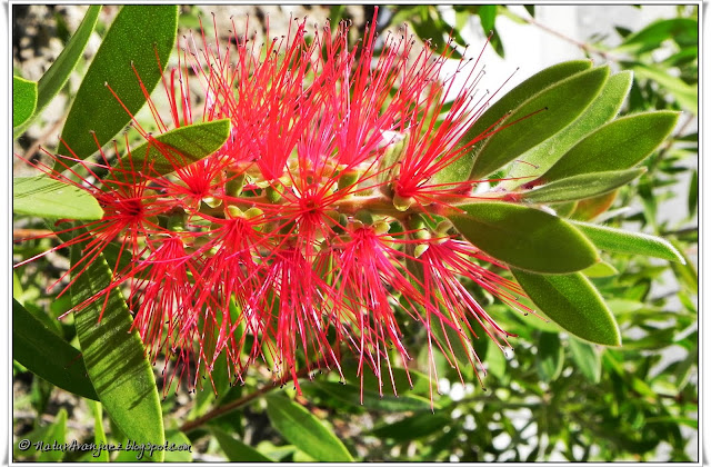 NaturAranjuez: Callistemon citrinus. (CALISTEMO)