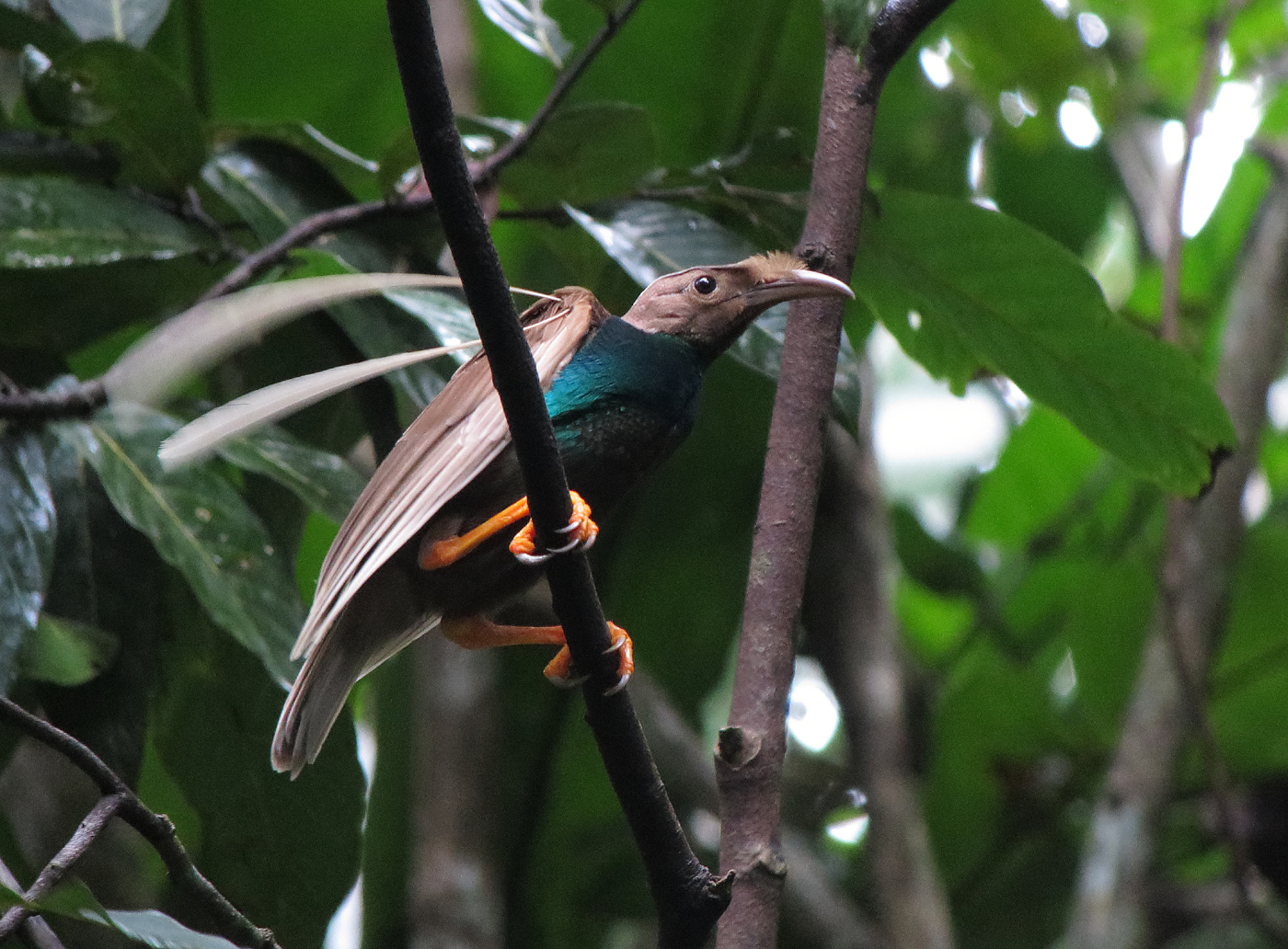 Normanby Nature: Wallace's Standardwing