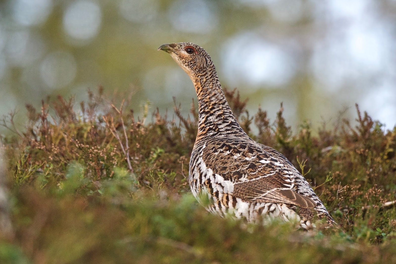 Naturfoto Einar Hugnes: Røy i vegkanten og småfugler på foringa i fjellet