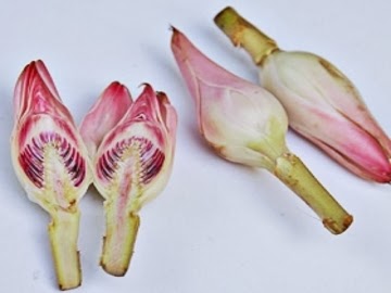 Mengolah Kecombrang Serta Manfaatnya Untuk ASI - Manfaat Asi Lebih Dalam