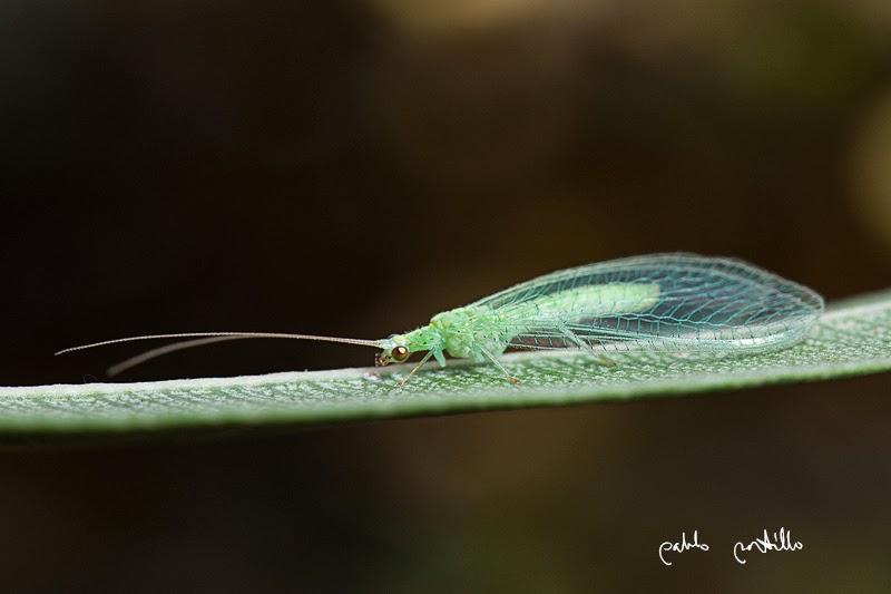 Observando la naturaleza: Neurópteros: Chrysopas