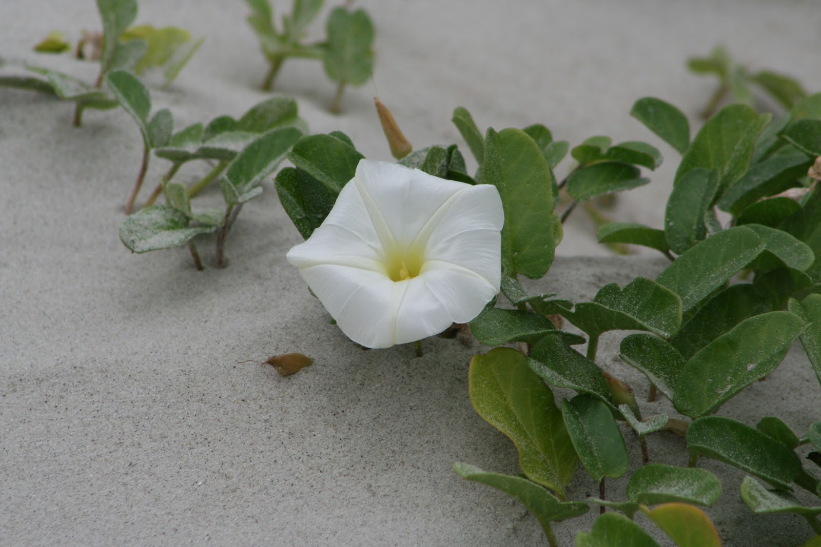 Snapper II: Sand Dune Flowers.
