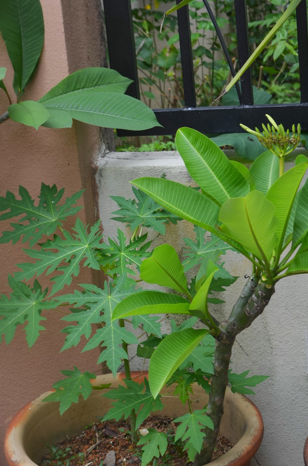from my garden: Plumeria / frangipani / pokok bunga kemboja