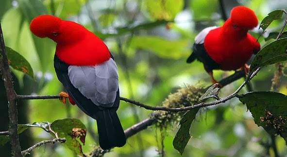 THE EXOTIC BIRDS: Gallito de Roca: (Rupicola peruviana sanguinolenta)