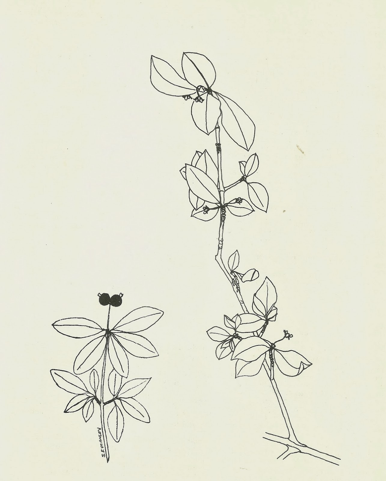 Flora de Puerto Rico Ilustrada Papo Vives: RUBIACEAE- GUETTARDA ...