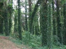 Serra da Lua: Mamíferos