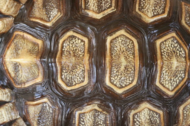 SmashingLA: Tortoise_Shell