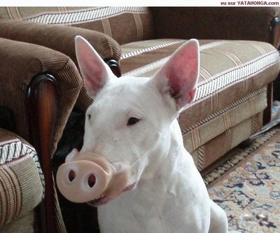 TEMAS TRANSGENICOS: ANIMALES MODIFICADOS GENETICAMENTE