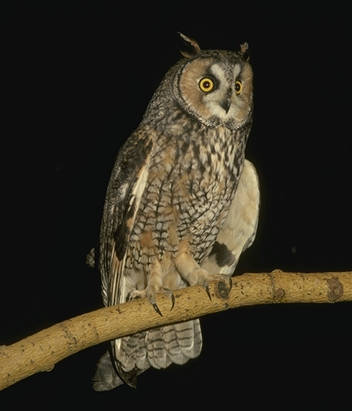 IMÁGENES Y FOTOS DE ANIMALES: Búho