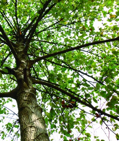Dari Hutan ke Bandar...: POKOK KELAMPAIAN @ KELAMPAYAN