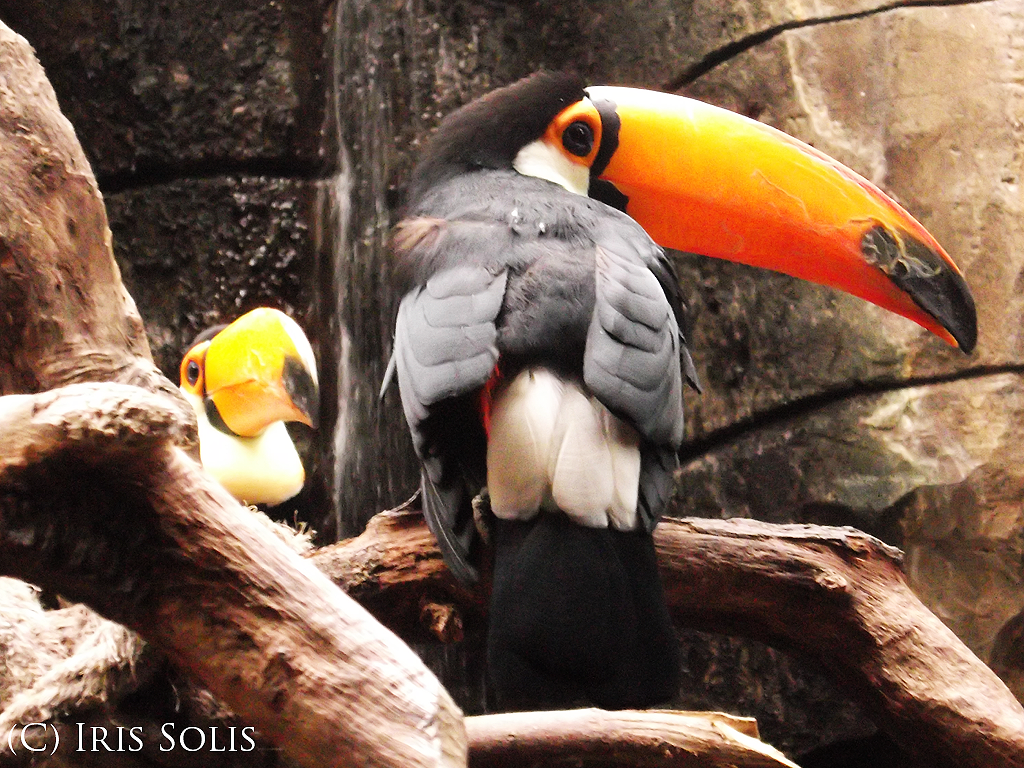 FaunaDex: Tucán toco