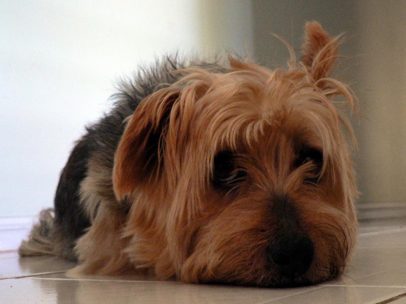 Psie myśli - rasy psów