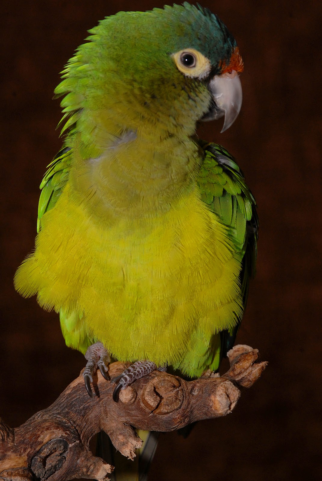 worstphotographerever: Day 673 Disney a Half Moon Conure