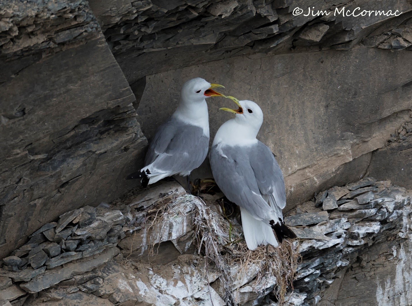 Ohio Birds and Biodiversity: The Gaspe Peninsula of Quebec