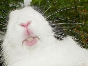 Conejo feliz ~ Tengo Un Conejo