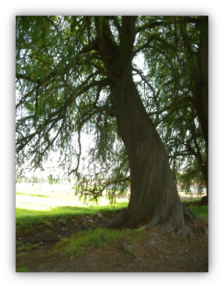 El cuexcomate: Etnobotánica del ahuehuete