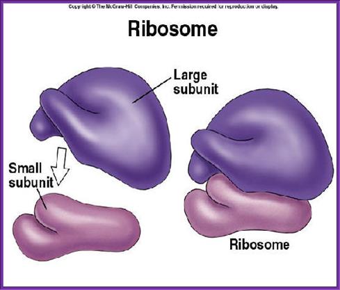 Ribosoma ~ Mikrobiologija - kas tai?