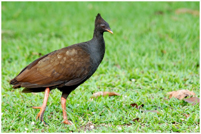 Animals of the world: Megapode